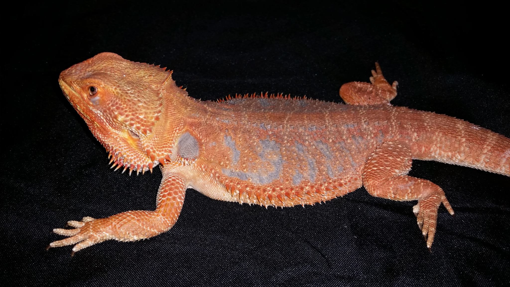Phantom-Reptiles