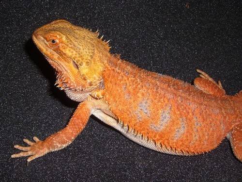 Phantom-Reptiles
